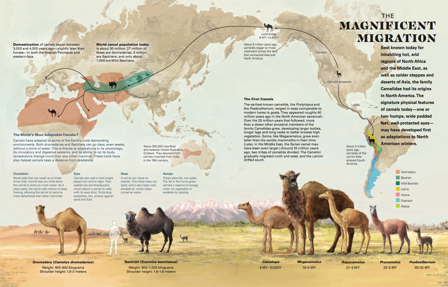 Arab-Camel Connection: A Tale of Endurance - Saudi Press