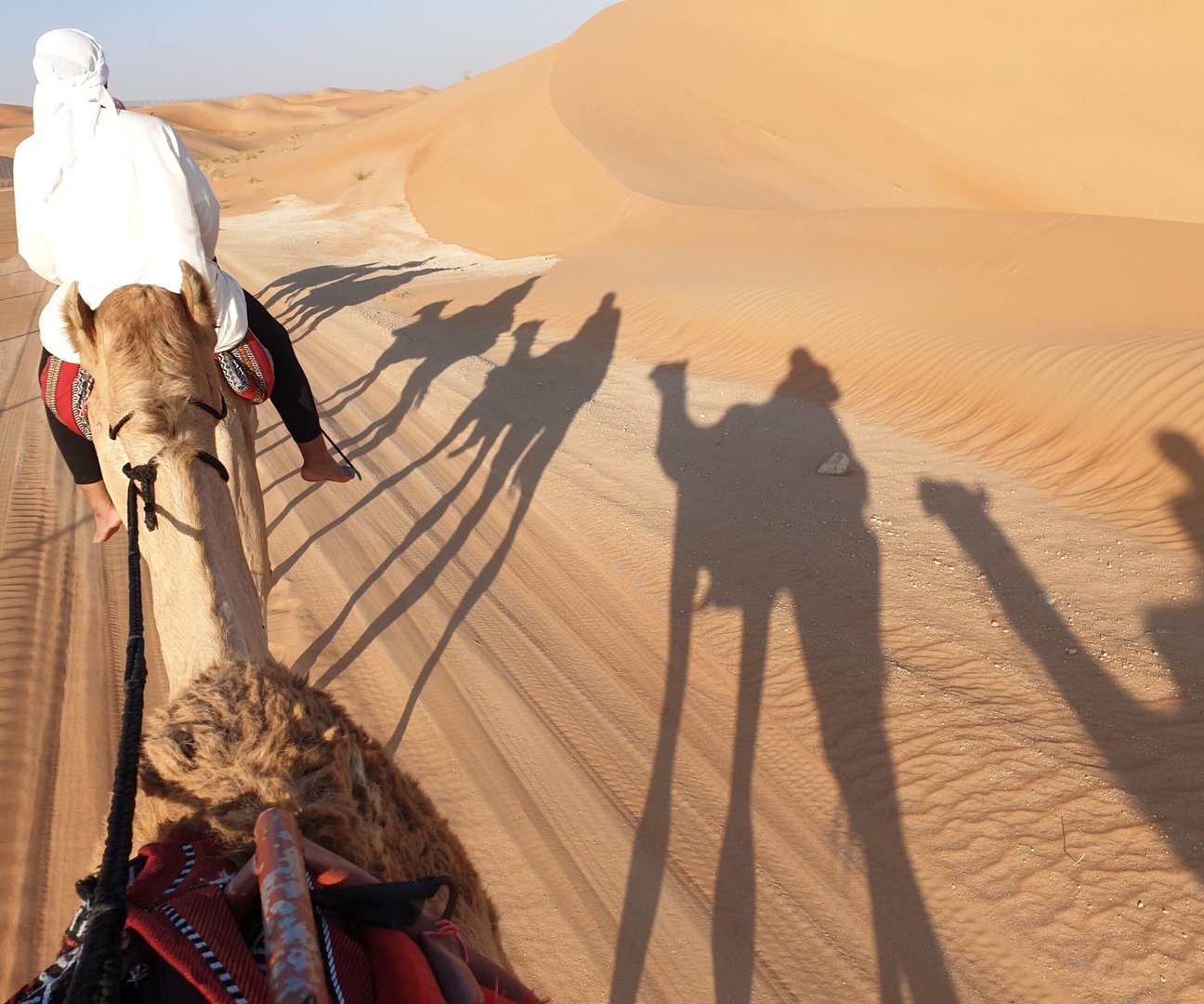 Arab-Camel Connection: A Tale of Endurance - Saudi Press