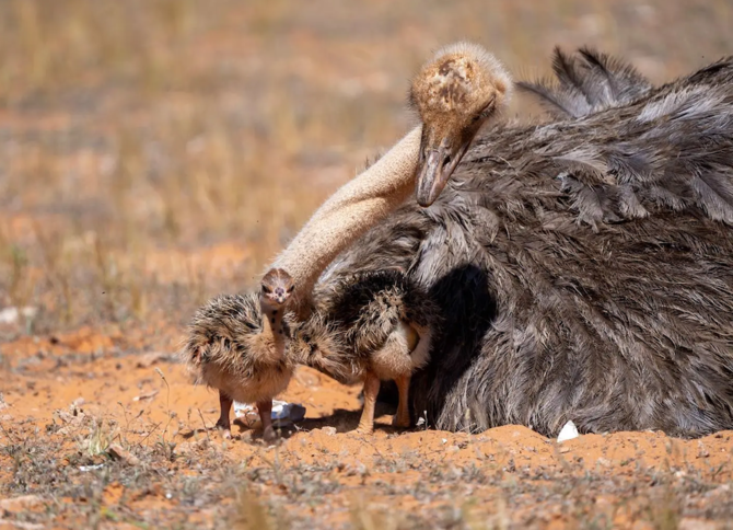 ITBA Announces Birth of Extinct Red-Necked Ostrich Chicks in Saudi ...