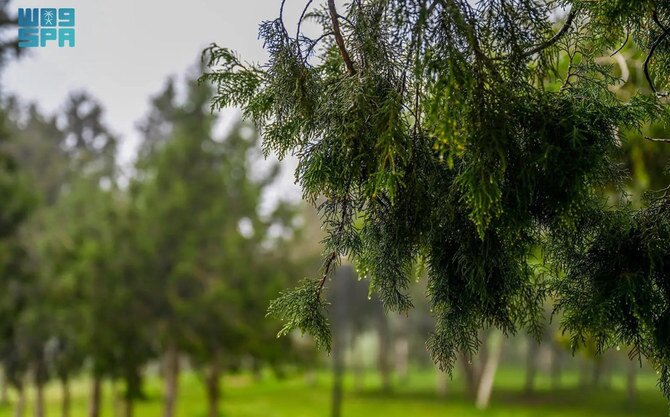 Juniper Trees Flourish in Al-Baha: A Symbol of Beauty and Importance to ...