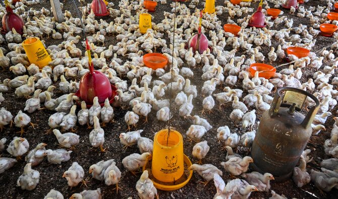 First Human Case of H5N2 Bird Flu in Mexico: 59-Year-Old Man Dies after ...