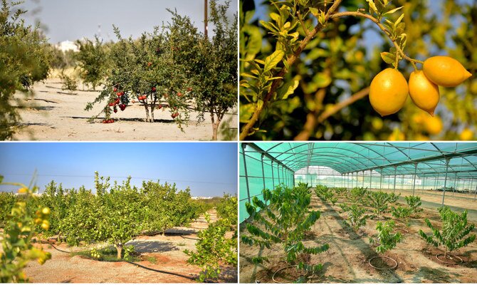 Saudi Arabia's Innovative Sustainable Agriculture: Adapting to Climate ...