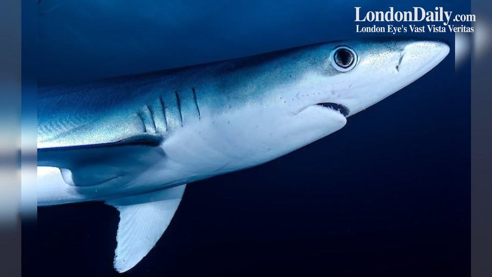 First Case of 'Virgin Birth' in Endangered Shark Species in Italy - London Daily