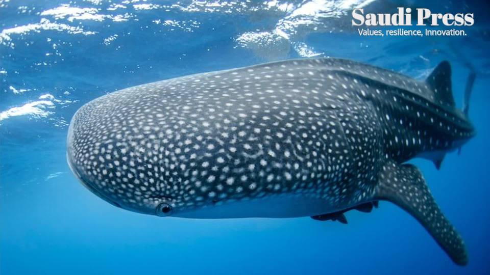 Controversy Surrounds Robotic Whale Shark at China's Xiaomeisha Sea ...