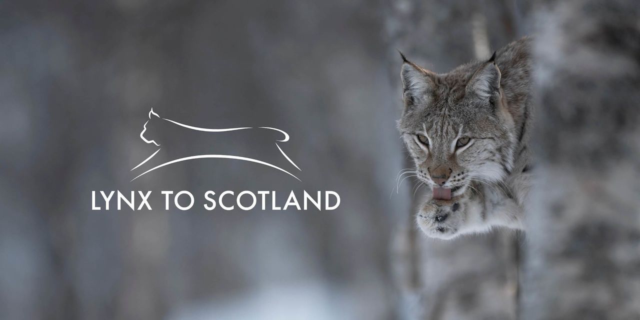 Captured Lynx in Cairngorms Show Positive Recovery After Illegal ...