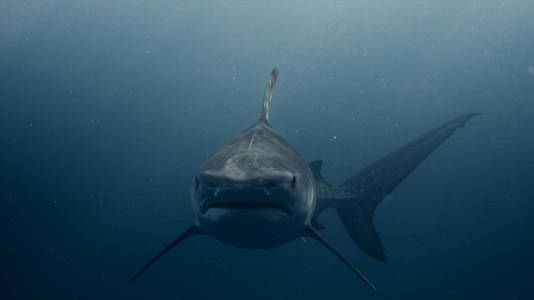 Teenage Girl Killed by Shark Attack at Woorim Beach, Australia ...