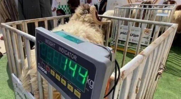 Saudi Arabia Implements Sale of Livestock by Weight Starting June 26 ...