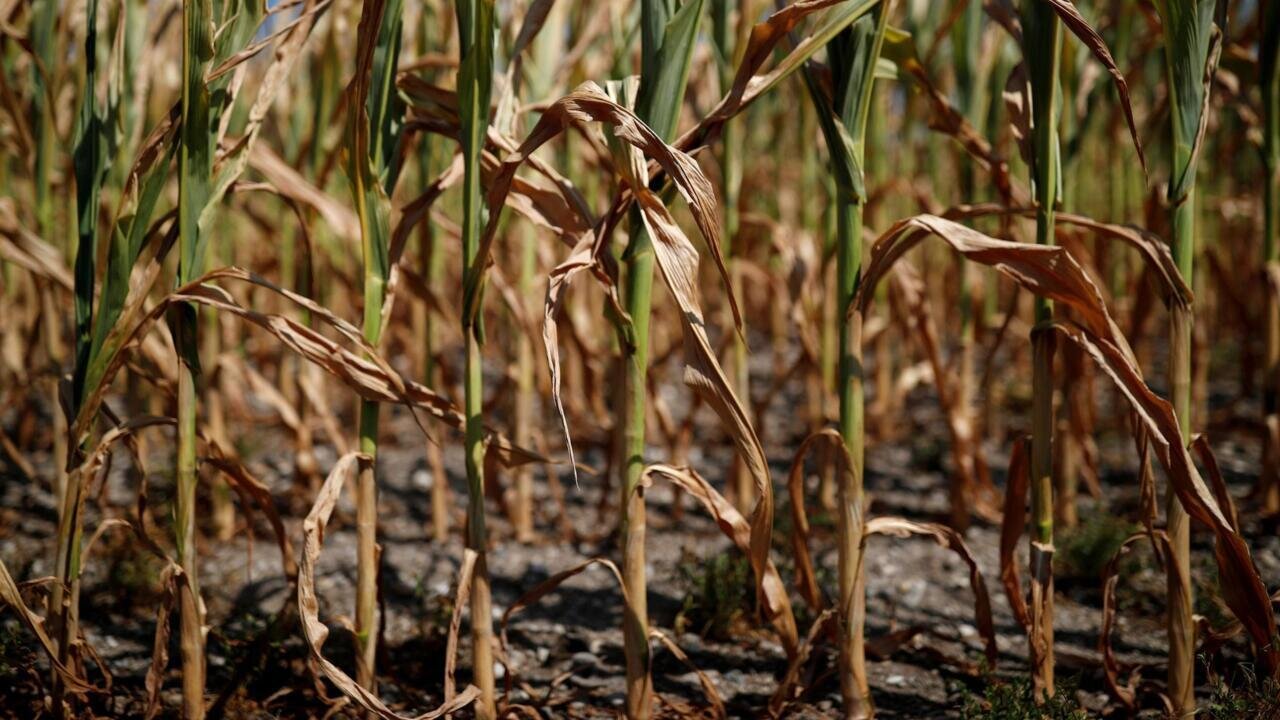 Farmers Outraged Over Crop Watering Ban in Heatwave - London Daily