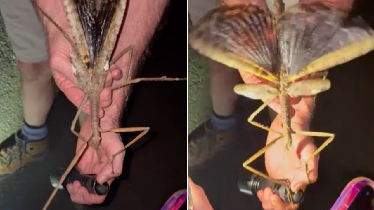 Giant Stick Insect Discovered In Queensland May Be Australia S Heaviest