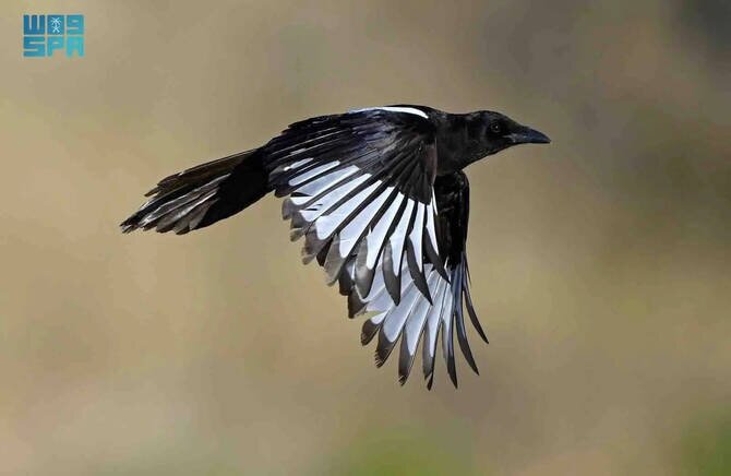 Asir Magpie: The Only Endemic Bird Species in Saudi Arabia Faces ...