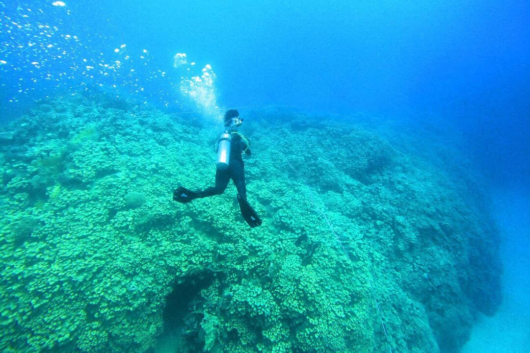 Saudi Arabia Discovers Largest Known Coral Colony in Red Sea - Arab Press