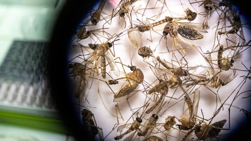 Melbourne Mosquito Project Helps Laos Fight Dengue - ASEANS