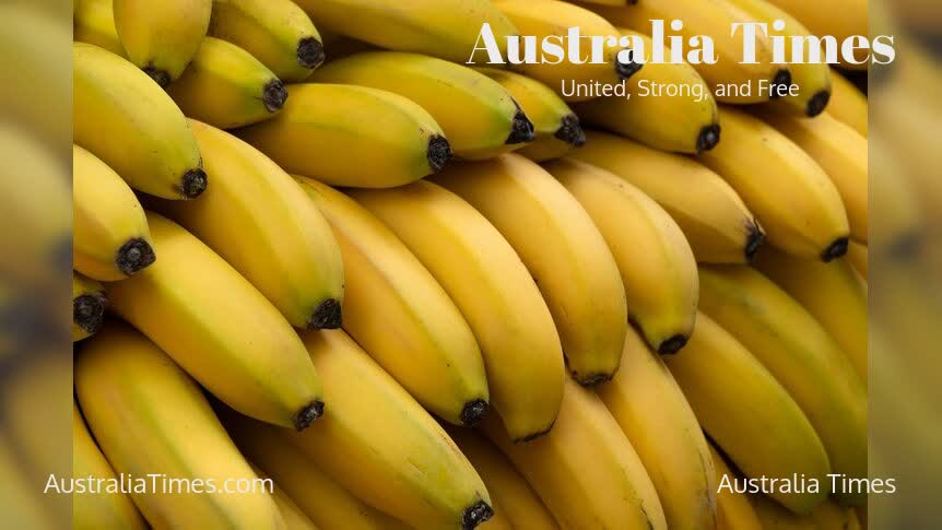 Australia Approves World’s First GM Banana to Defeat Panama Disease ...
