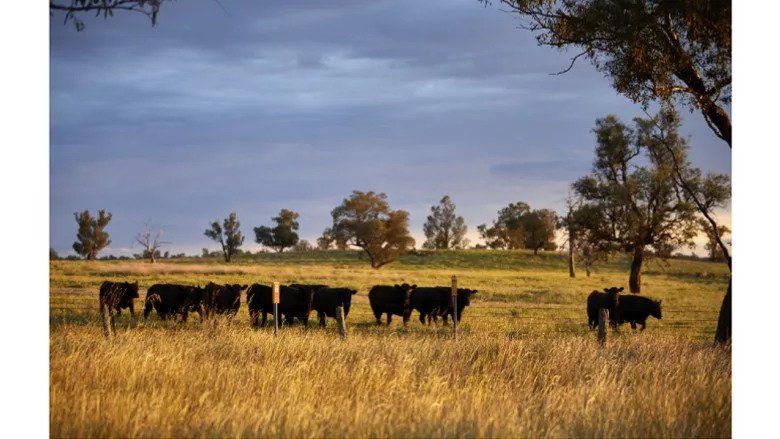 Australia’s Red Meat Sector Eyes Global Protein Demand with Grass-Fed ...