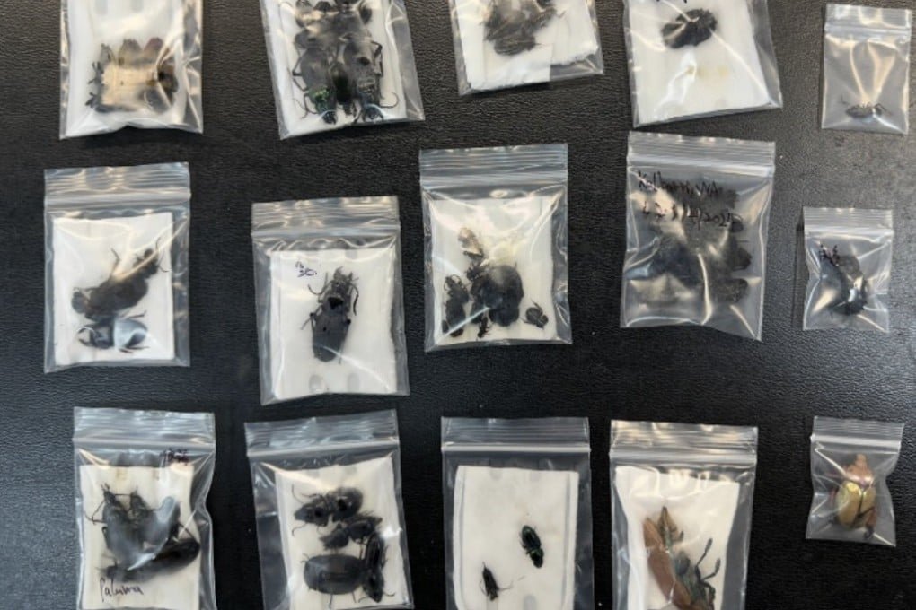 A$35,000 Fine Imposed on International Student for Smuggling 125 ...