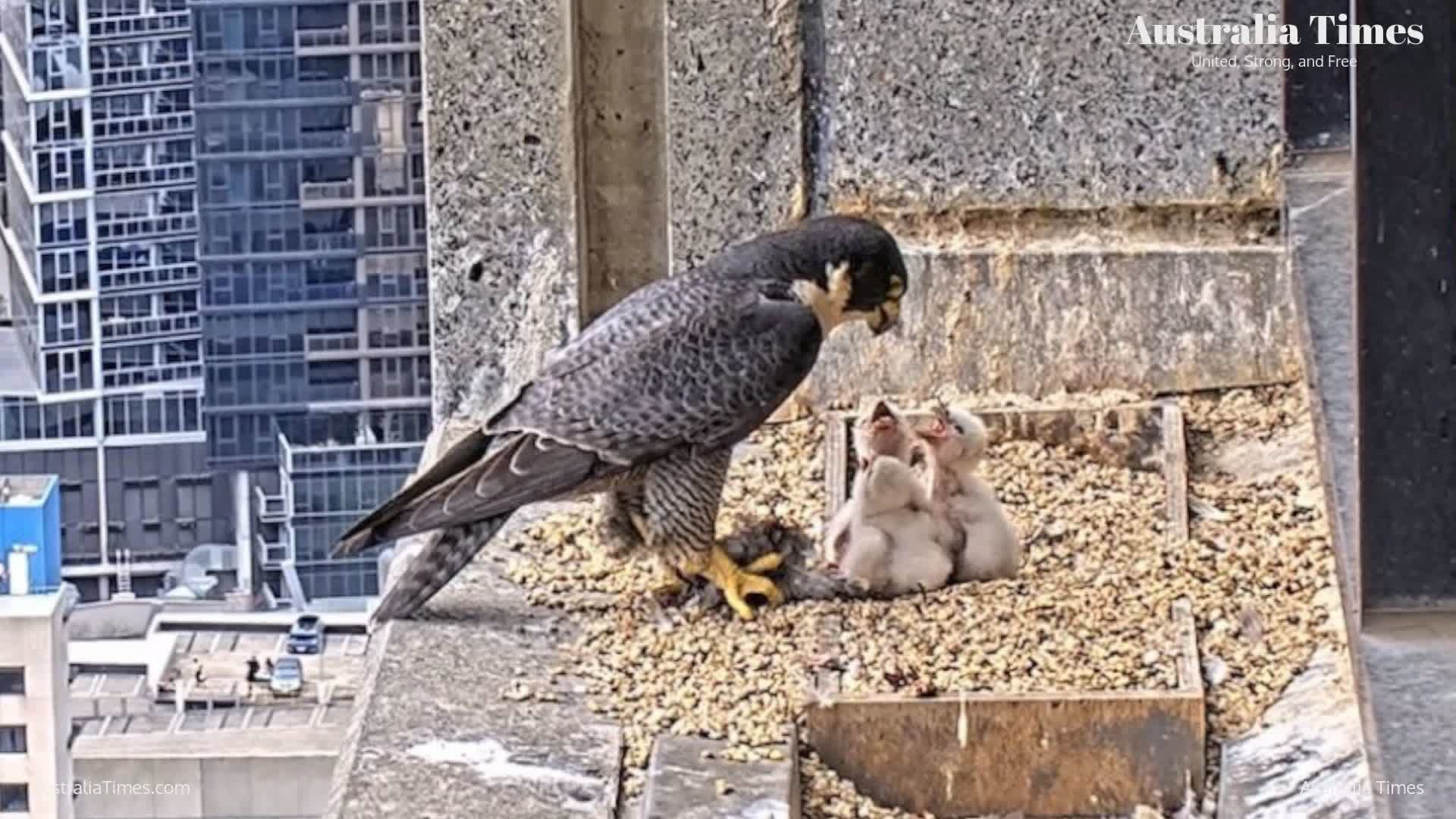 Melbourne’s “Nest-flix” Livestream Falcon Family Returns, Viewers Await ...