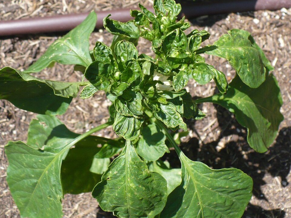 Invasive Thrips Outbreak Deepens European Pepper Shortage, Disrupts ...