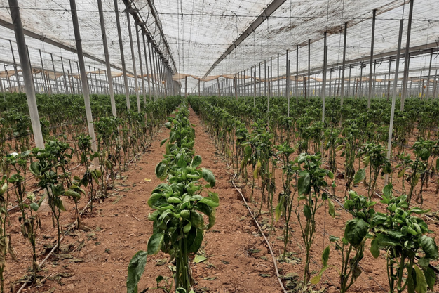 Invasive Thrips Outbreak Deepens European Pepper Shortage, Disrupts ...