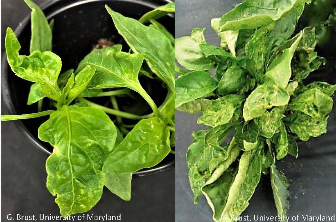 Invasive Thrips Outbreak Deepens European Pepper Shortage, Disrupts ...